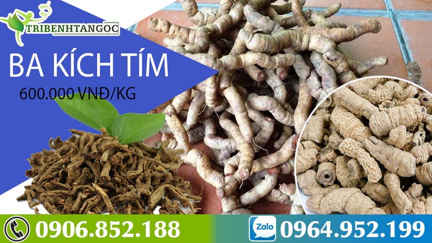 Ba Kích Tím - Trị bệnh tận gốc